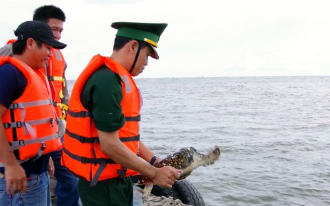 Một người dân bỏ tiền túi mua đồi mồi quý hiếm thả về biển - Tuổi Trẻ ...