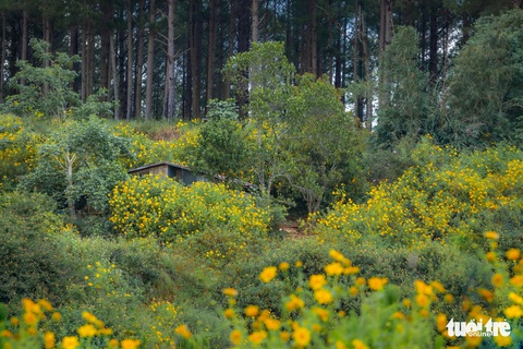 Dã quỳ bung nở khắp ngoại ô Đà Lạt, đãi chúng ta cả một mùa vàng - Tuổi ...