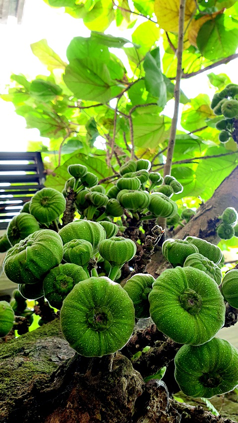 Ngày giãn cách, đủ món từ trái vả - Tuổi Trẻ Online