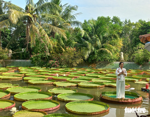 Tận mắt ngắm sen "vua" độc lạ của miền Tây - Tuổi Trẻ Online