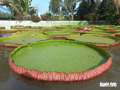 Tận mắt ngắm sen "vua" độc lạ của miền Tây - Tuổi Trẻ Online