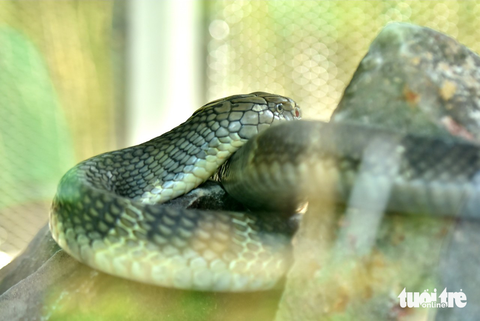 Rắn hổ mang chúa dài 4m, nặng 17kg hút khách ở Phú Quốc - Tuổi Trẻ Online