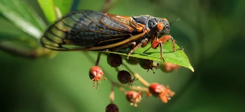 Hàng tỉ con ve sầu 'ngày tận thế ' sắp xuất hiện sau 221 năm - Tuổi Trẻ ...