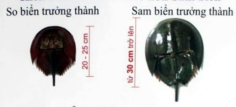 2 người ở Bà Rịa - Vũng Tàu ngộ độc nghi do nhầm so biển là sam biển ...