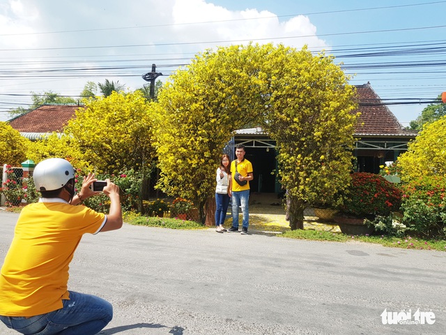 Cổng mai vàng cao hơn 4 mét của lão nông 70 tuổi - VozForums