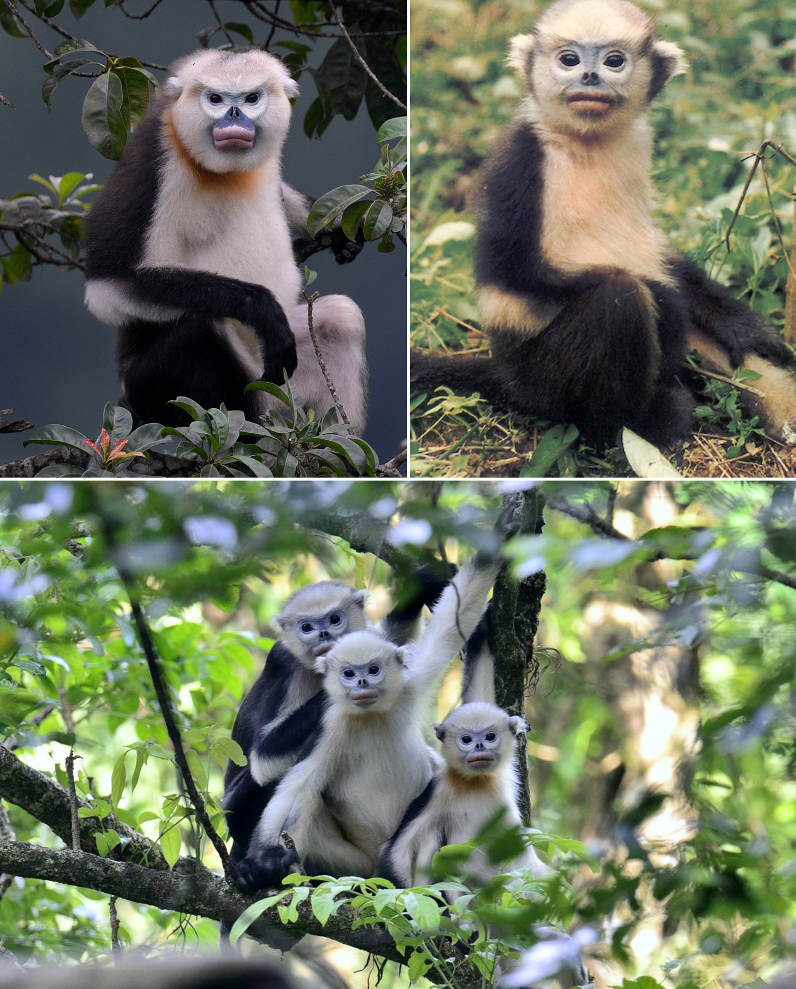 Những sinh vật kỳ lạ tại Việt Nam khiến dân mạng kinh ngạc - Tuổi Trẻ ...