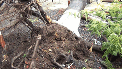 Video: Cây đa trăm tuổi bật gốc, đè trúng người phụ nữ bán cá ở Quảng ...