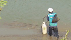 Phát hiện thêm về cua đồng: ăn sao cho đúng, tránh được nguy hiểm có ...