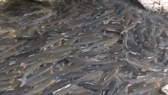 Video: 'Biển người' đội mưa dự hội Lim; Hát quan họ, vẫn vô tư nhận ...