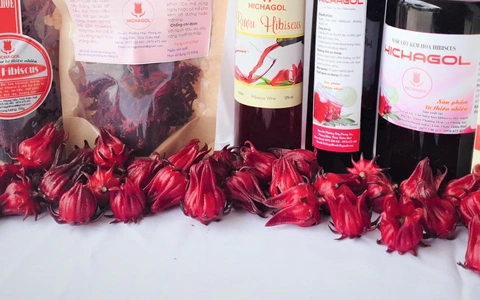 Red Atiso Flower | Best Flower Site