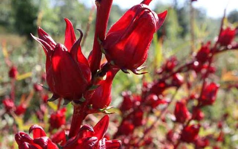 Red Atiso Flower | Best Flower Site