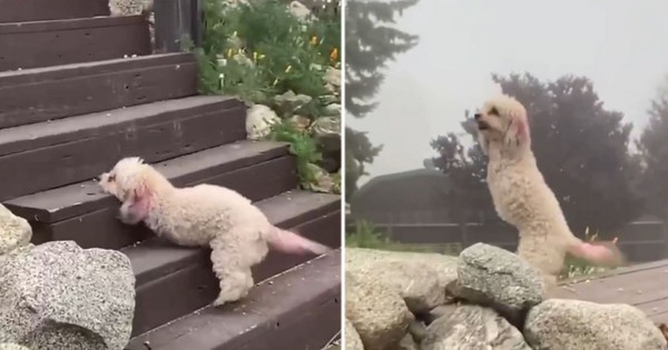 Chú chó cụt 2 chân trước và nghị lực sống