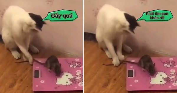 Mèo chê chuột gầy