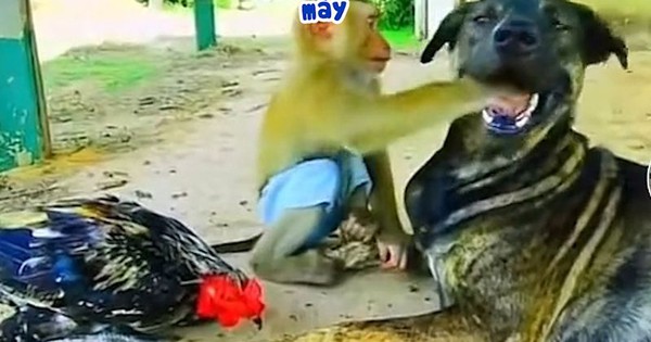 Chú chó khốn khổ vì bị khỉ bắt chấy bỏ vào miệng