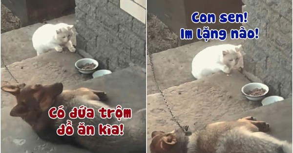 Mèo rón rén trộm đồ ăn bị chó rượt