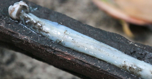 Tamilok - Món ăn đặc sản của Philippines nhưng không dễ ăn với nhiều ...