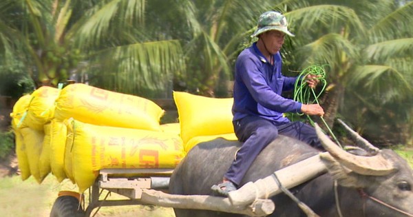 Bức tranh quê mùa trâu kéo lúa ở miền Tây - Tuổi Trẻ Online