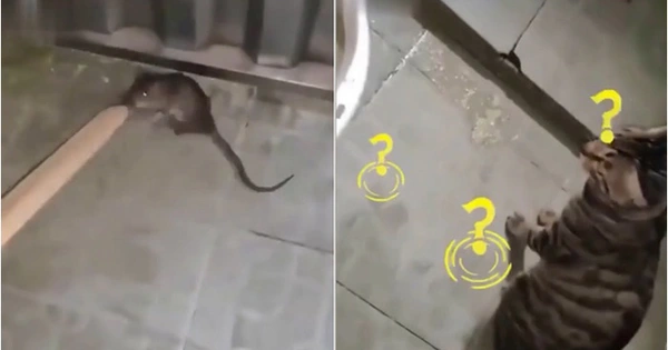 Mèo đứng nhìn chuột tấn công cô chủ