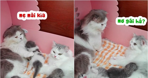 Chú mèo khổ sở vì bị bạn đời đánh oan