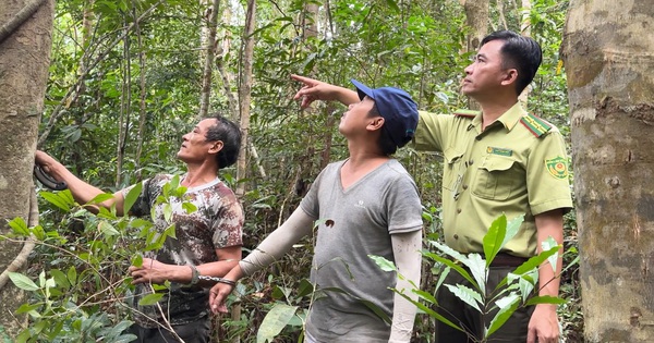 Video: Bắt quả tang nhóm người chặt phá cây gỗ quý trong rừng phòng hộ ...