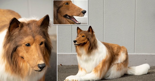 Chàng trai chi 350 triệu đồng để mua trang phục 'biến mình thành chó ...