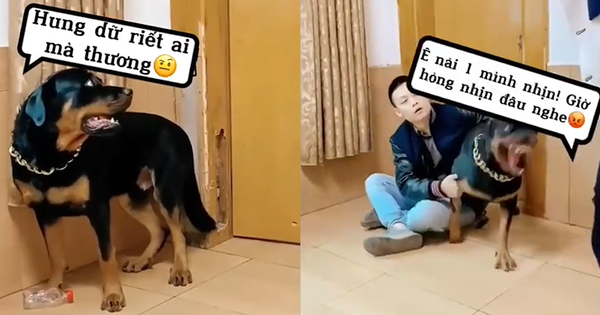 Chú chó tỏ thái độ khi được ông chủ 'bảo kê' - Tuổi Trẻ Online