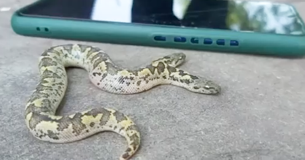 Video: Rắn 2 đầu gây tò mò ở Ấn Độ - Tuổi Trẻ Online