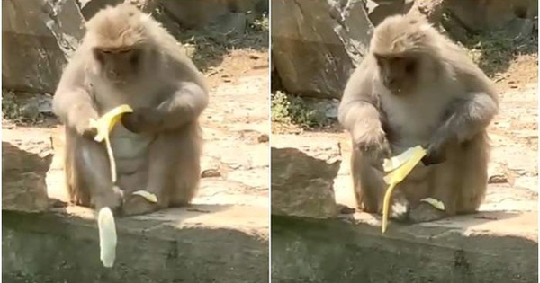 Chú khỉ chán chẳng thèm nói khi miếng ăn đến miệng còn bị rơi