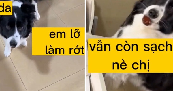 Chú chó thông minh trả đũa cô chủ khi bị cho ăn đồ dơ