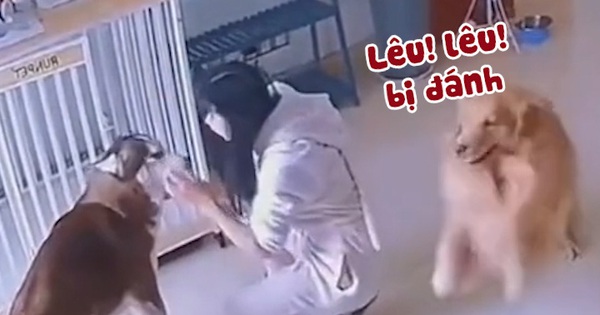 Chú chó khoái chí khi đồng bọn bị cô chủ đánh đòn