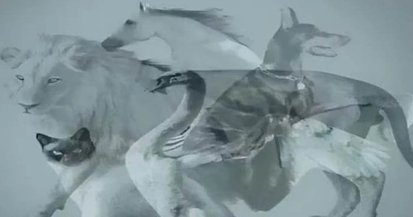 Con vật bật mí tính cách bí ẩn của bạn - Tuổi Trẻ Online