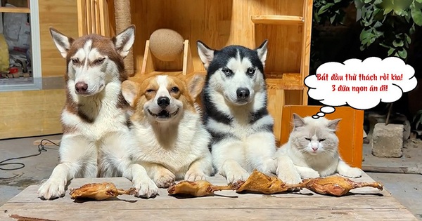 Chó mèo khổ sở trước thử thách ngắm đùi vịt quay