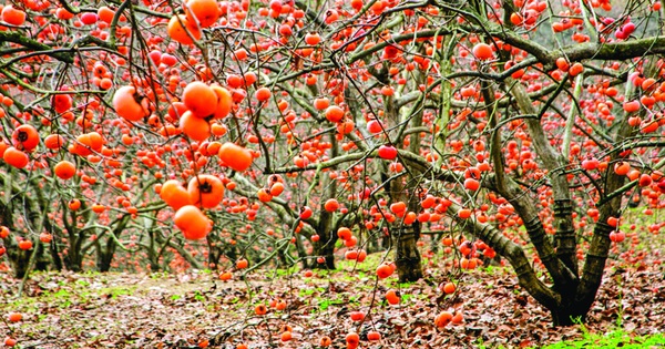 Truyện ngắn Italo Calvino: Bình minh trên những cành trơ trụi - Tuổi ...
