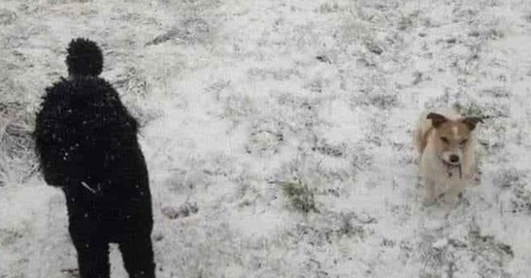 Chỉ người có đôi mắt tinh tường mới phát hiện ra con chó thứ 3 - Tuổi ...