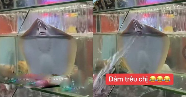 Cá đuối 'đanh đá' phun nước vào khách khi bị trêu ngươi