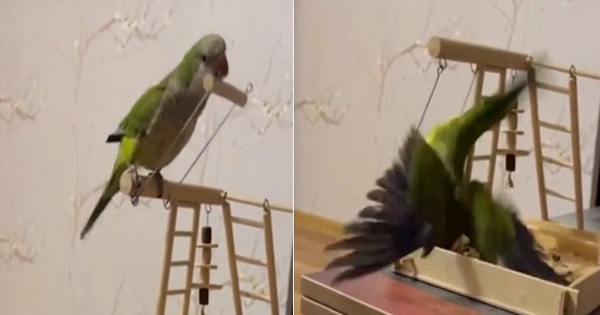 Con két sang chấn tâm lý khi chơi trò đu quay