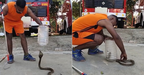 Cách bắt rắn hổ mang 'nghệ cả củ'