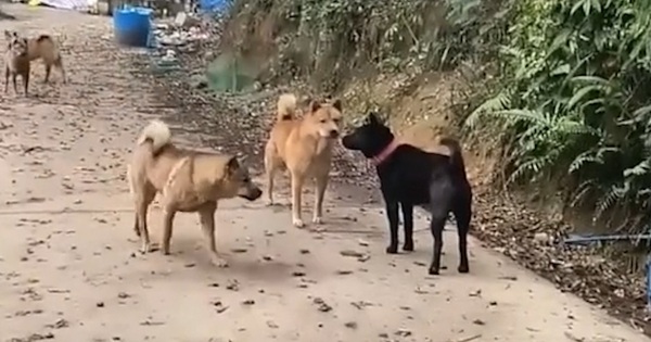 Anh em 'cậu vàng' hết hổ báo khi gặp 'đại ca chó đen'