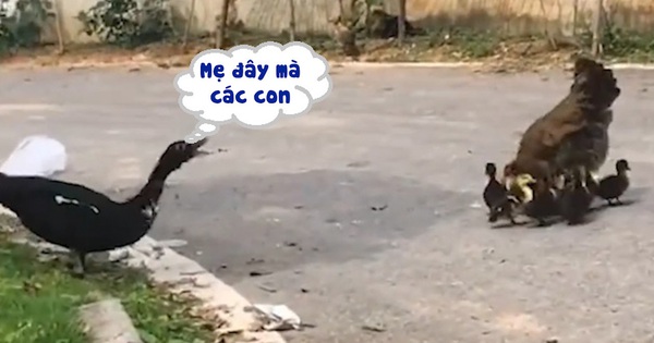 Đàn vịt con nhận nhầm gà là mẹ