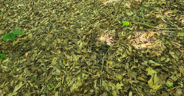 Chỉ thiên tài mới thấy 3 con rắn ngụy trang ở đâu giữa những chiếc lá ...