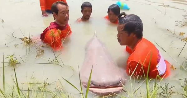 Cá da trơn 300kg dính câu, được thả về tự nhiên - Tuổi Trẻ Online