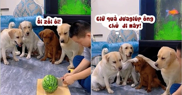 4 chú chó hoang mang khi thấy sen chặt dưa hấu vụng về