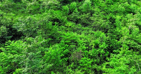 Chuyện một rừng keo "thuận dòng" - Tuổi Trẻ Online