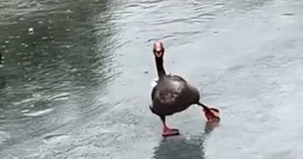 Vịt 'nhảy vũ điệu Làng lá' siêu ngầu