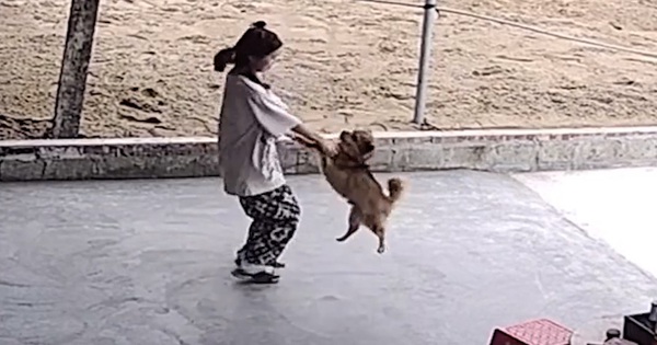 Chú chó hoa mắt chóng mặt khi cô chủ túm chân chơi trò đu quay