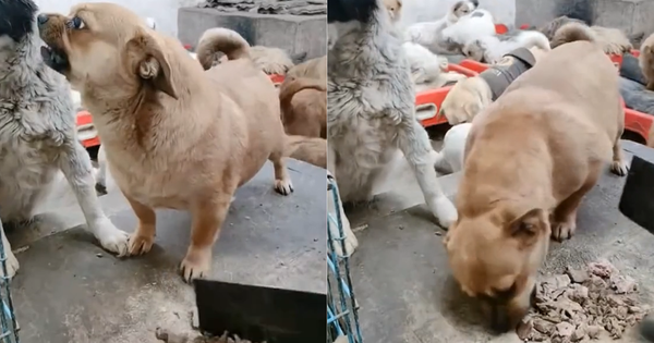 Chú chó giả vờ chửi lộn để trộm đồ ăn