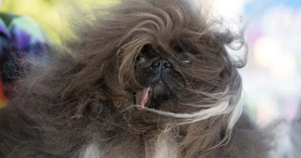 Chân dung chú chó xấu nhất hành tinh - Tuổi Trẻ Online