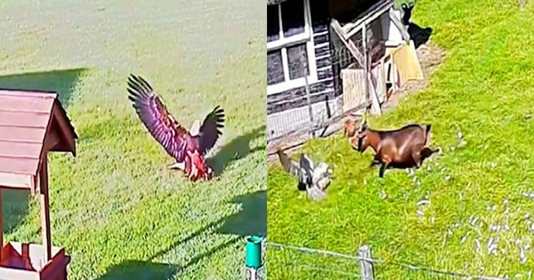 Những con đại bàng bị đánh hội đồng khi sà xuống vườn bắt gà