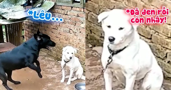 Chú chó lêu lêu đồng bọn bị xích