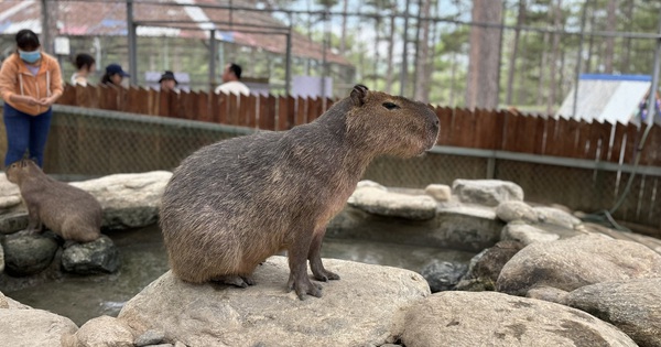 Thêm một địa chỉ gợi ý để gặp ‘bộ trưởng ngoại giao’ capybara tại Đà Lạt